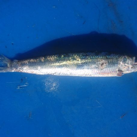 Still lots of anchovies and small pilchards in the Gulf – Ocean Angler AU