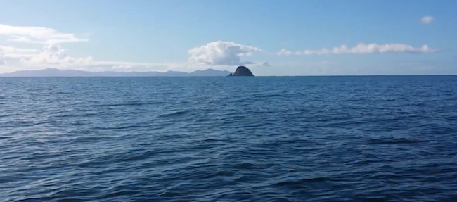 How to catch big Winter snapper out wide with softbaits – Ocean Angler AU